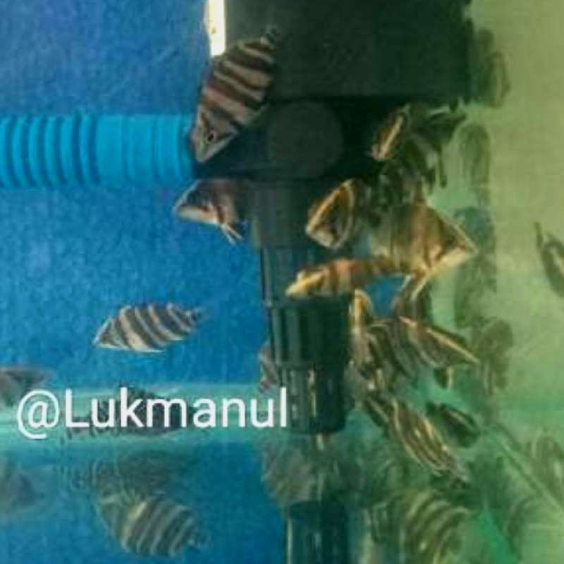 Promo Ikan Datz Borneo Tiger Fish Diskon 23% Di Seller Siba Store ...