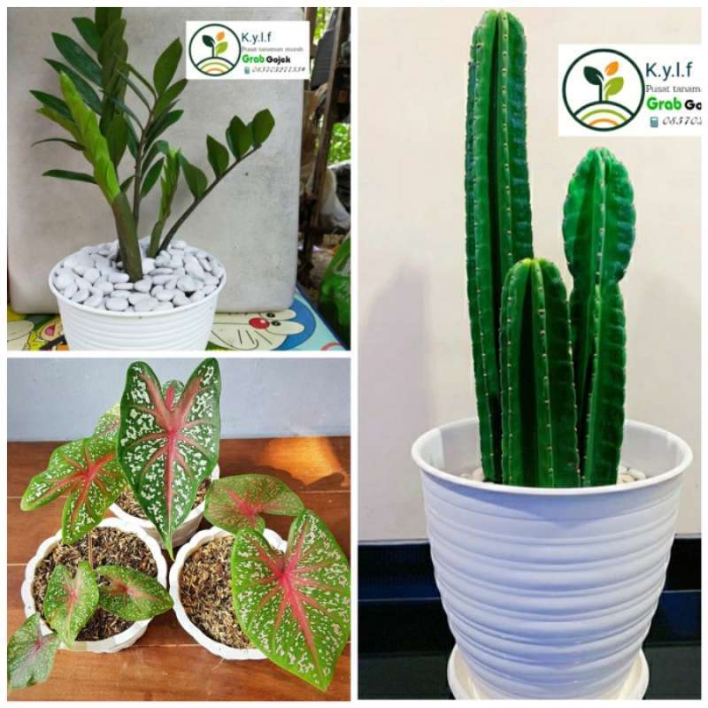 Promo Paket Hemat Tanaman Hias Indoor /paket Irit Tanaman Hias + Pot ...