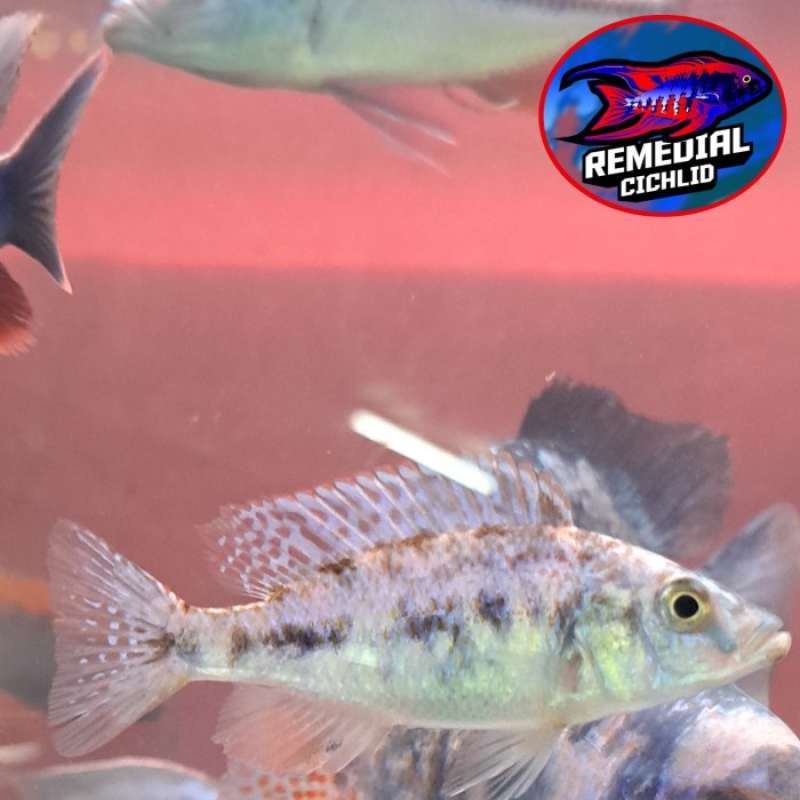 Jual Dimidiochromis Compressiceps Ob / Jendral Ob - African Cichlid Di ...