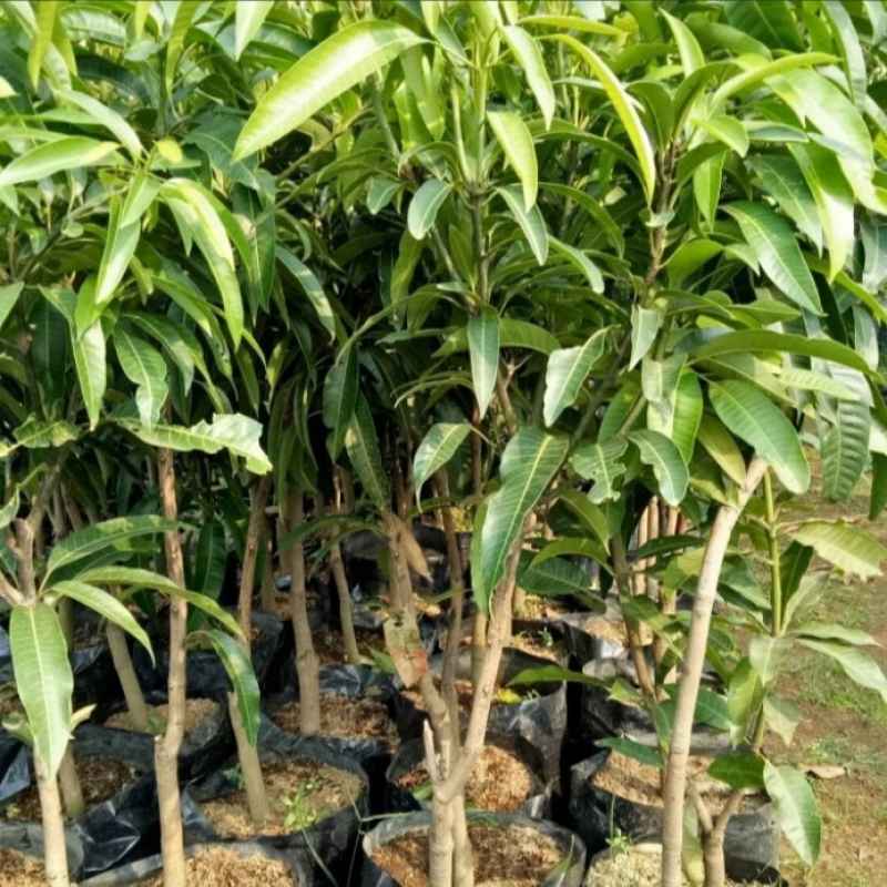 Jual Bibit Buah Mangga Chokanan Tanaman Buah Mangga Hasil Okulasi Di ... Jual Bibit Buah Mangga Chokanan Tanaman Buah Mangga Hasil Okulasi Di ...