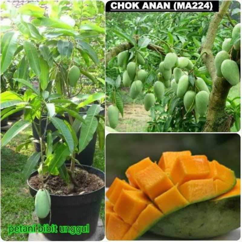 Jual Bibit Mangga Chokanan Pohon Mangga Cepat Berbuah Ukuran Besar ...