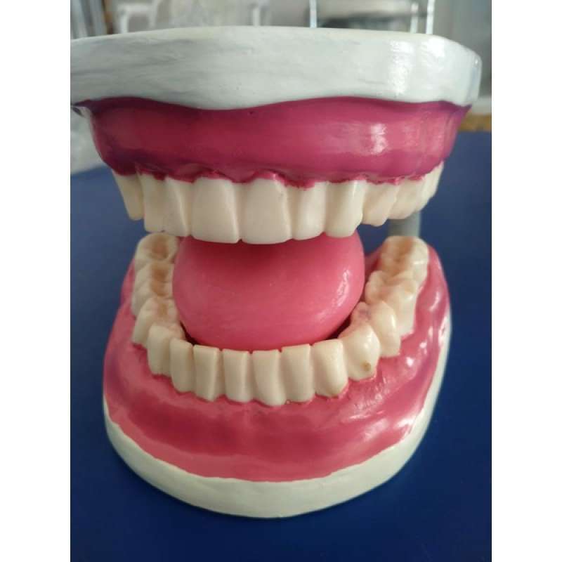 Jual Phantom Gigi Anak / Phantom Gigi Dewasa / Manekin Gigi Alat Peraga ...