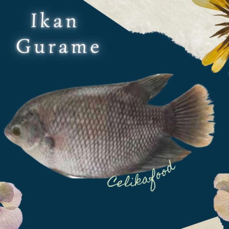 Jual Ikan Gurame 1 Ekor Fresh Fish Halal Di Seller Celikafood - Samoja ...