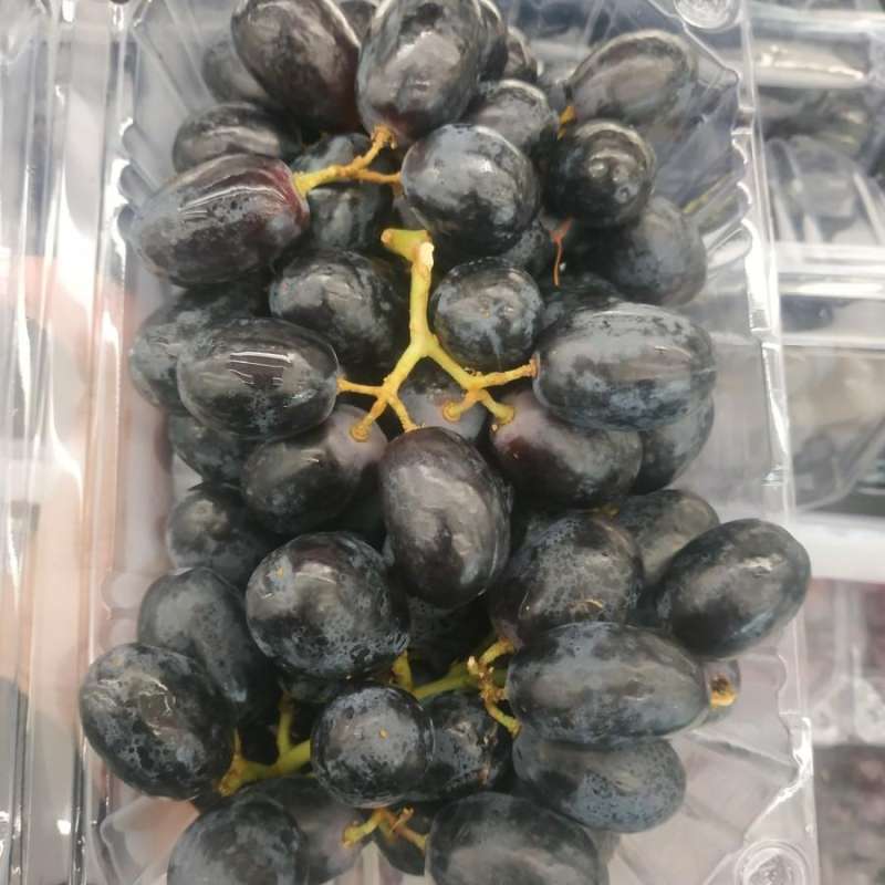 Jual Anggur Afrika Termurah - Harga Grosir Terupdate Hari Ini | Blibli