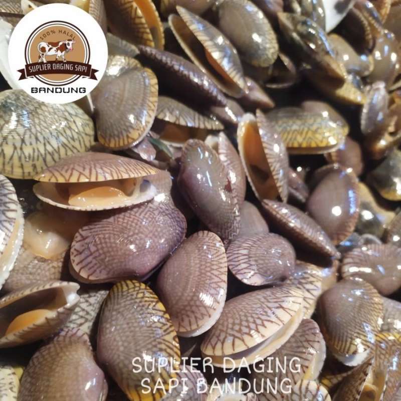 Jual Kerang Batik Segar 1.0kg Halal Di Seller Suplier Daging Sapi ...