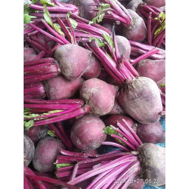 Jual Buah Bit Segar Berat 1 Kg, Banyak Khasiatnya Untuk Pengobatan ...