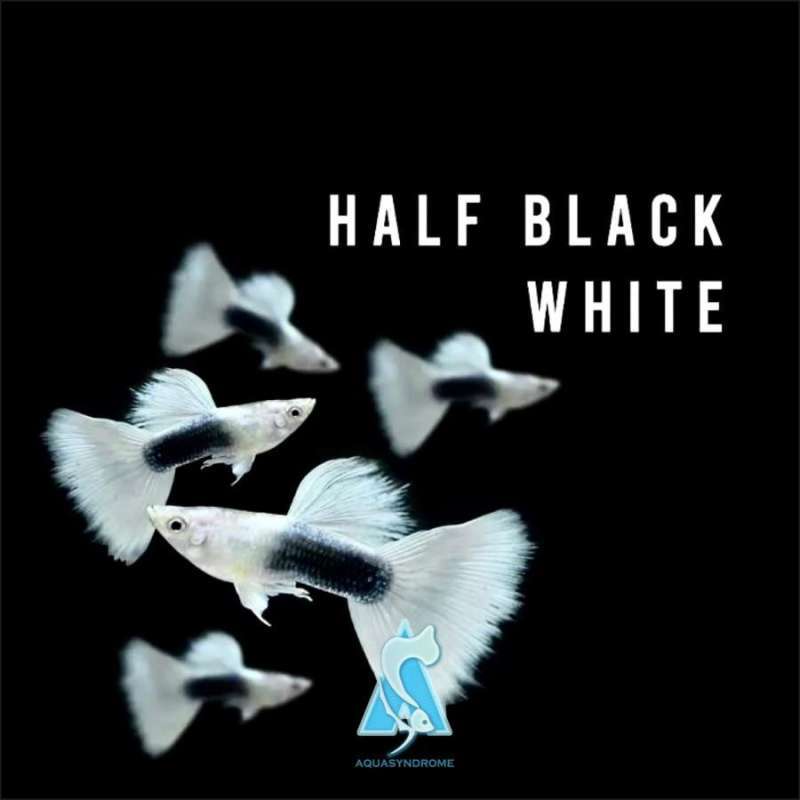 Jual Ikan Guppy Half Black White Hb White/ Ikan Hias Air Tawar ...