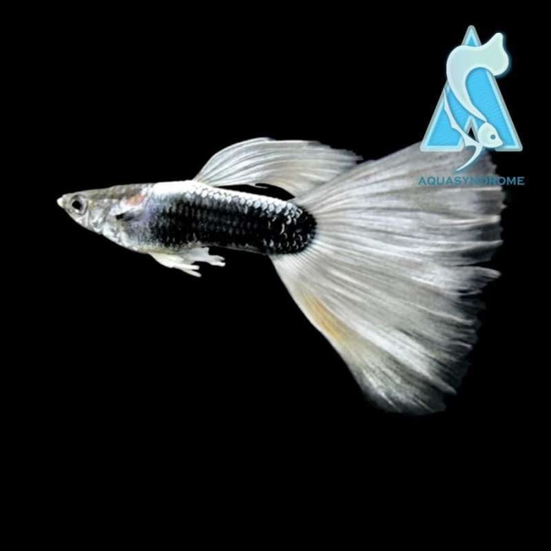 Jual Ikan Guppy Half Black White Hb White/ Ikan Hias Air Tawar Aquascape - Male Di Seller ...