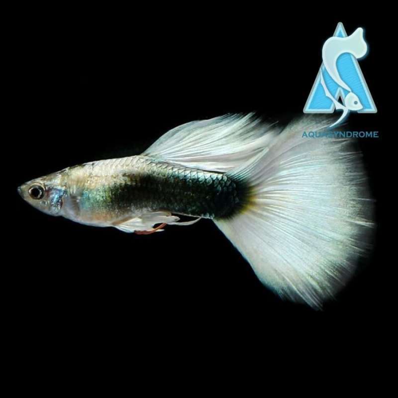 Jual Ikan Guppy Half Black White Hb White/ Ikan Hias Air Tawar Aquascape - Male Di Seller ...