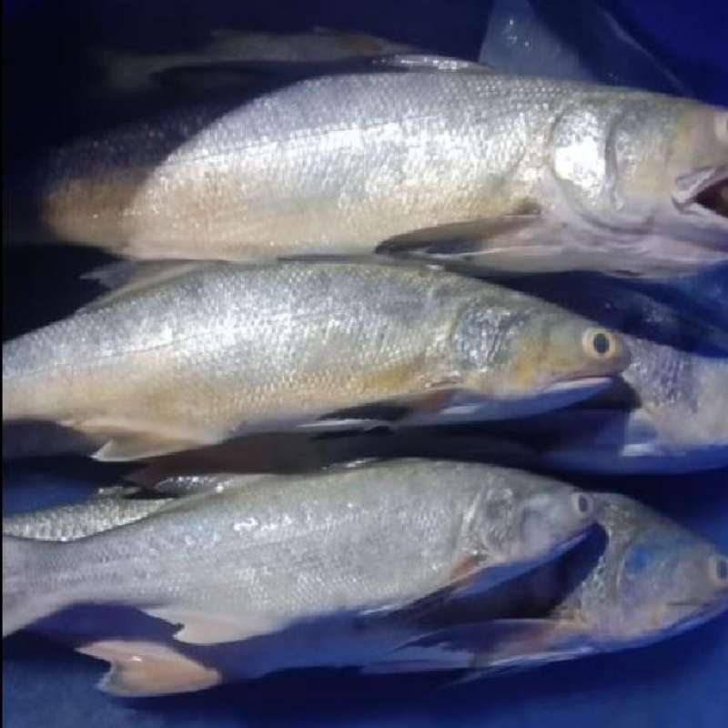 Jual Ikan Kuro Segar 1KG di Seller Cobryzen Shop - Rawa Badak Selatan ...