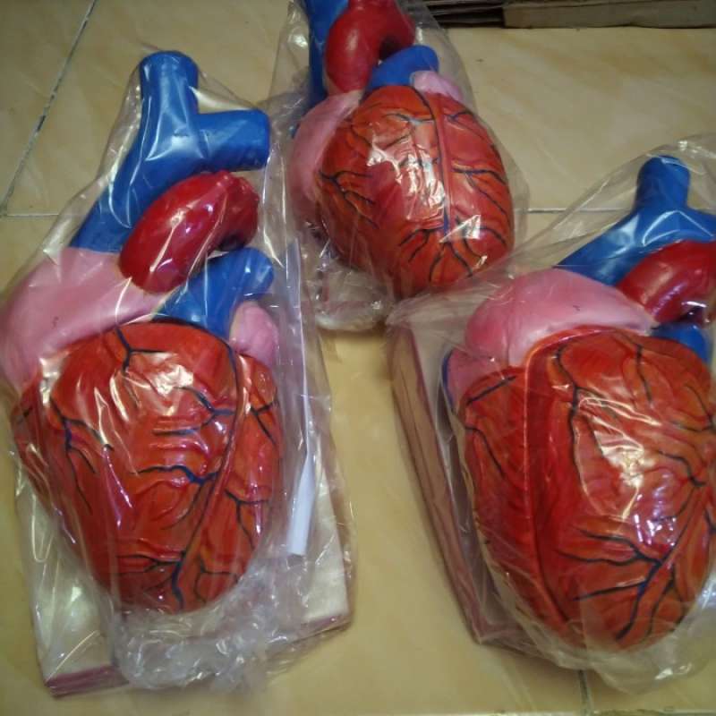 Promo Model Torso Jantung Manusia Anatomi Diskon 23% di Seller Emerald ... Promo Model Torso Jantung Manusia Anatomi Diskon 23% di Seller Emerald ...