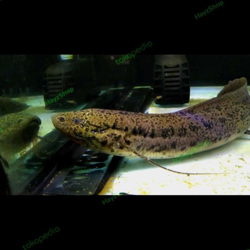Promo African Lungfish | Spotted Lungfish | Protopterus Annectens Lung ...
