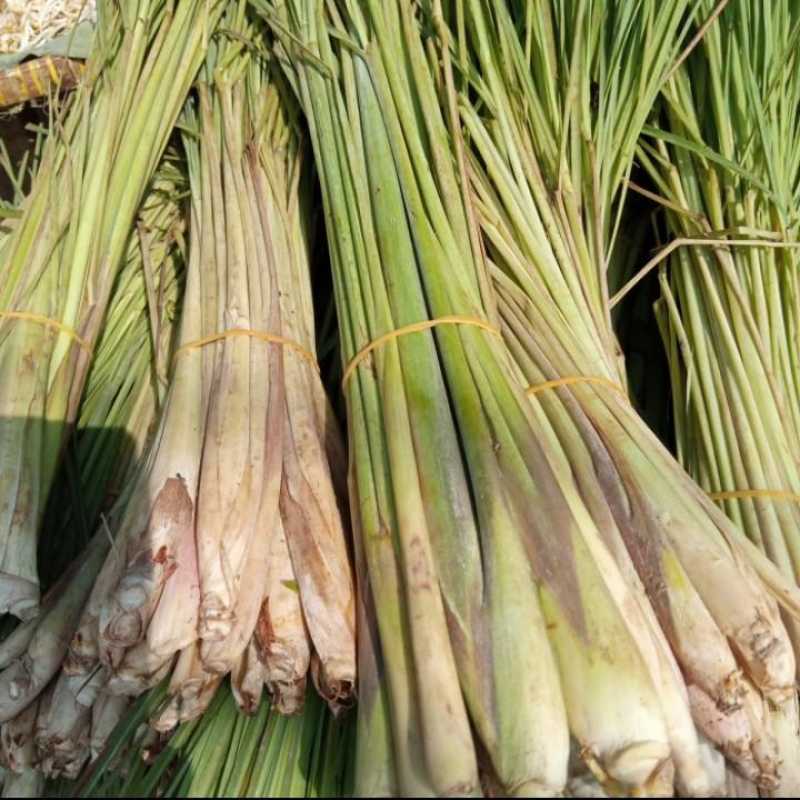 Sereh Segar 1 Kg Gratis Ongkir 🏷️ Harga Murah Mei 2026