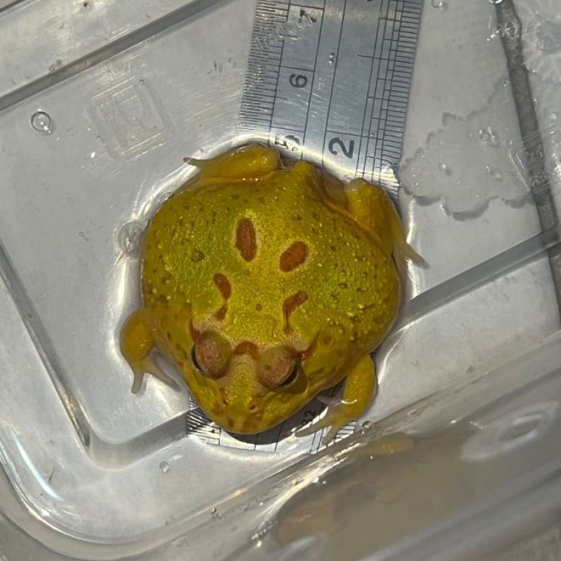 Promo pacman frog albino 4 spot patternless kodok pacman reptile Diskon ...