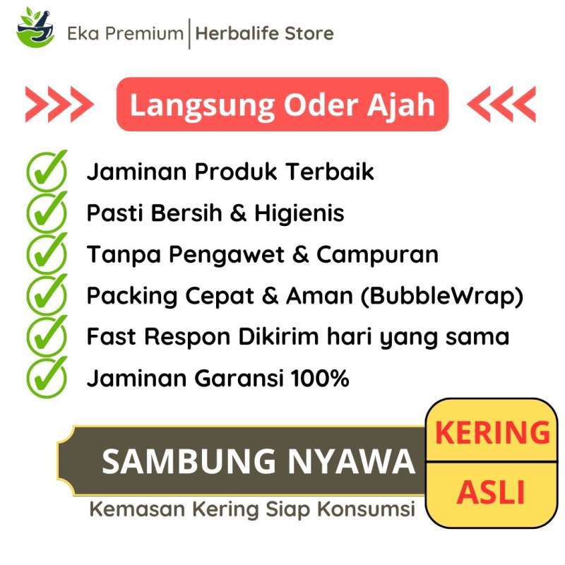 Promo Daun Sambung Nyawa Kering Sambungnyawa Asli Ramuan Rempah Herbal ...