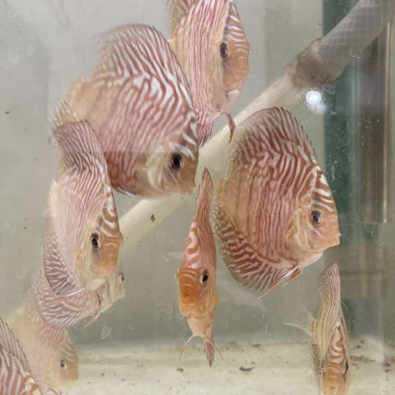 Jual Ikan Discus 2 Inchi Terdekat 🏷️ Harga Grosir Murah Terupdate Hari ...