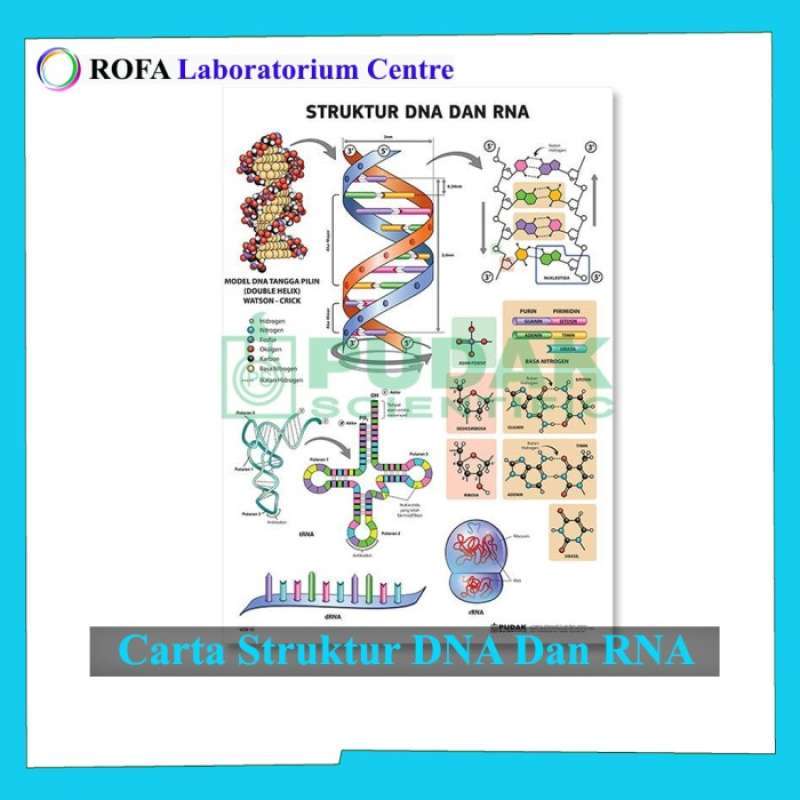 Promo Carta Struktur Dna Dan Rna / Carta Biologi / Carta Ipa Diskon 17% di Seller Mahanani Store ...