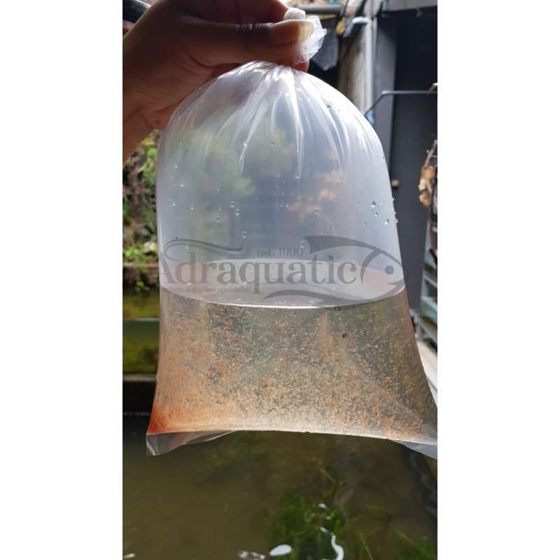 Promo Kutu Air Hidup Jumbo Daphnia Magna Raksasa 500Ml Kutir Besar ...