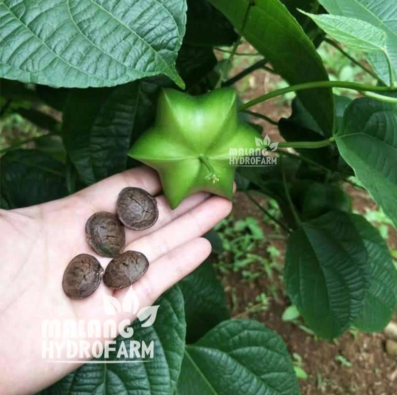 Jual Benih Kacang Sacha Inchi Unggulan Berkualitas Biji Bibit Repack ...