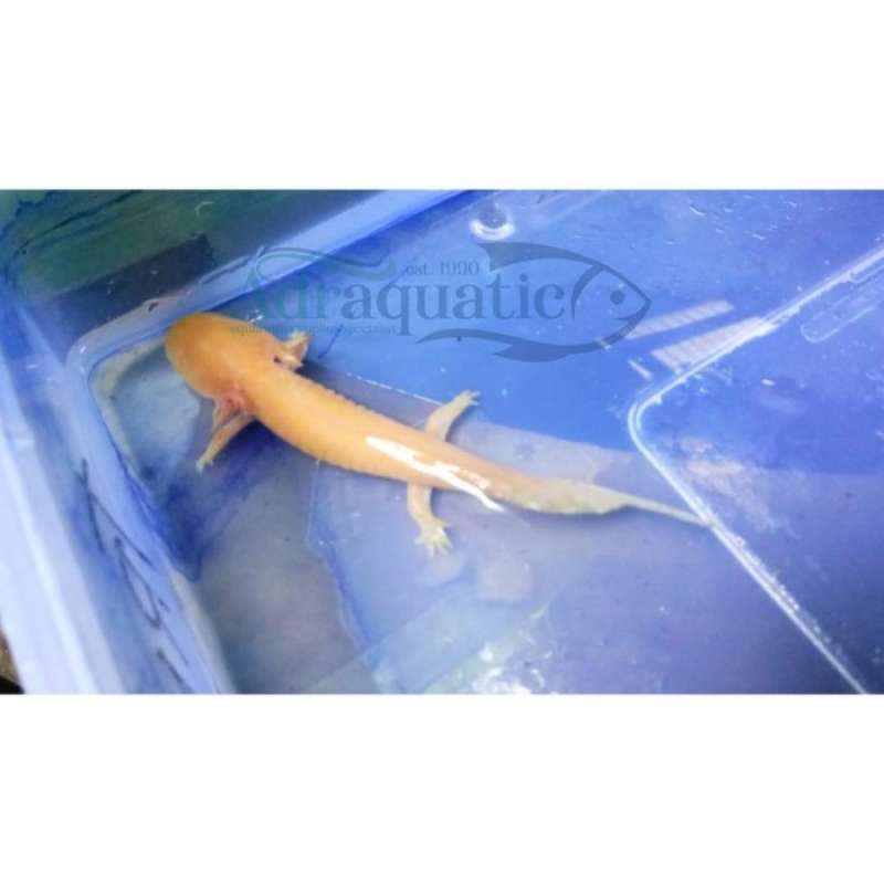 Promo (bandung) Axolotl Golden Gold Dogfish Salamander Walking Fish ...