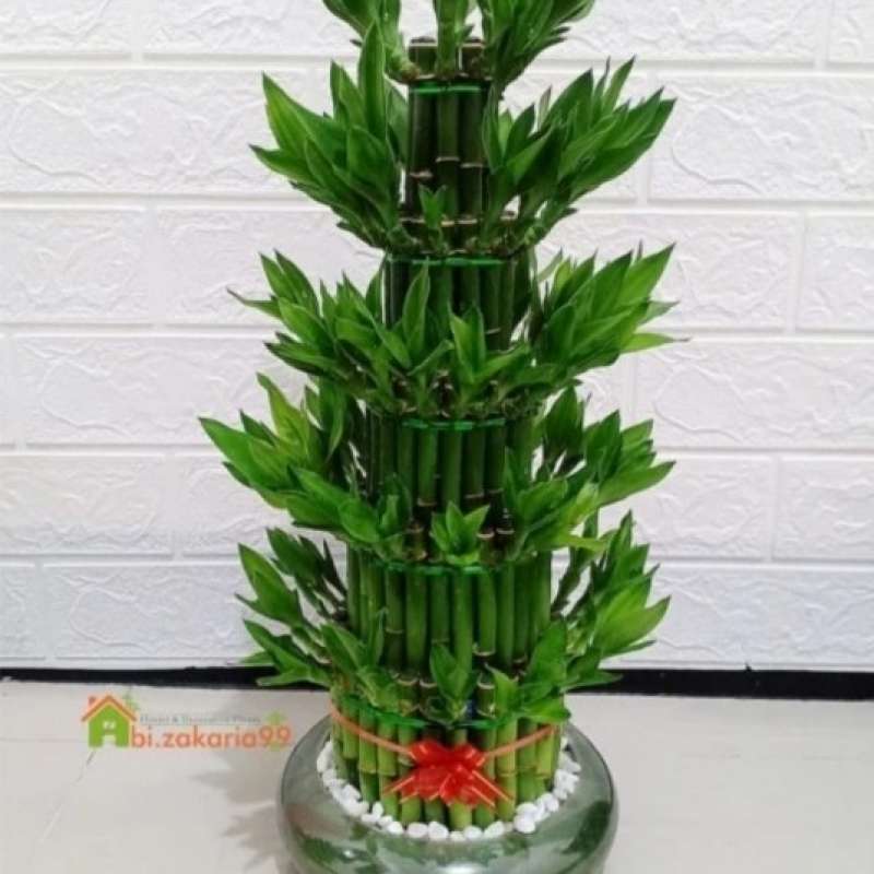 Promo Lucky Bamboo/bambu Rejeki/ Bambu Hoki 5 Susun (t : 40 Cm )+vas ...