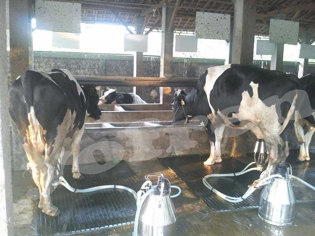 Jual Susu Sapi Segar (fresh Milk/cair/murni) Di Seller Yofren Official ...