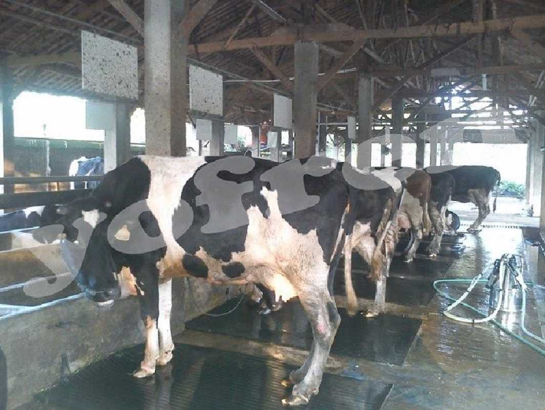 Jual Susu Sapi Segar (fresh Milk/cair/murni) Di Seller Yofren Official ...