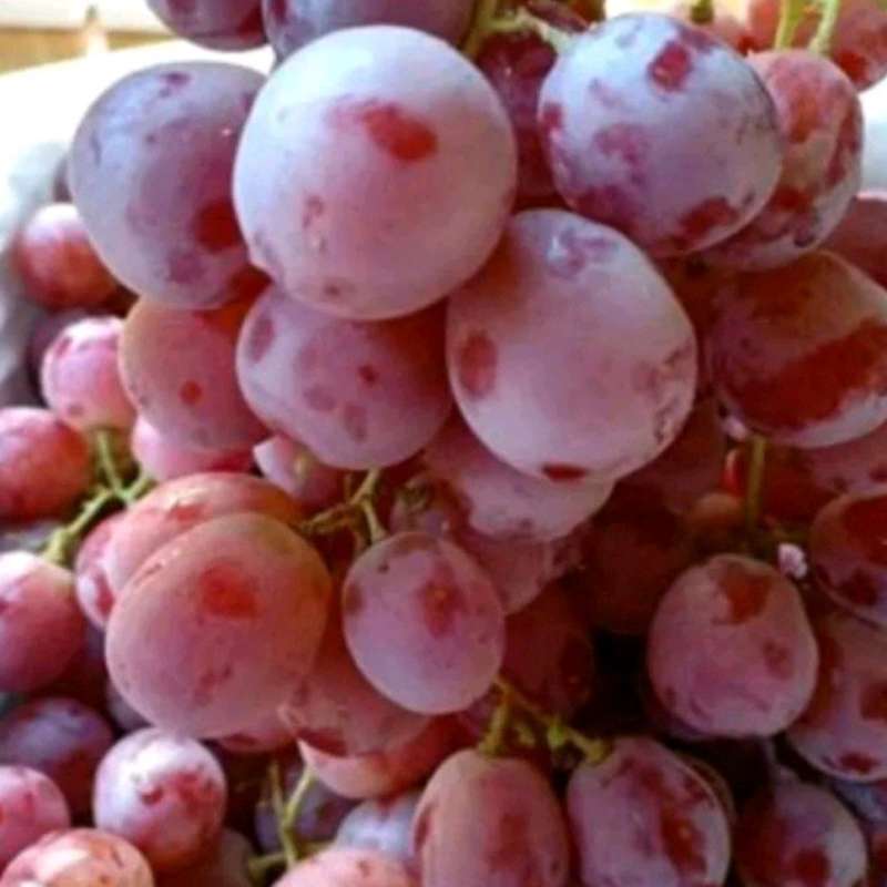 Jual Harga Buah Anggur 1 Kg Terdekat 🏷️ Harga Grosir Murah Terupdate ...