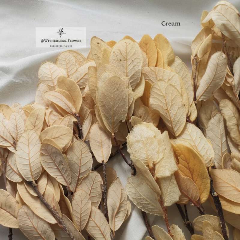 Promo 1 Bunch Preserved Copper Leaves / Dried Flower Awetan / Bunga ...