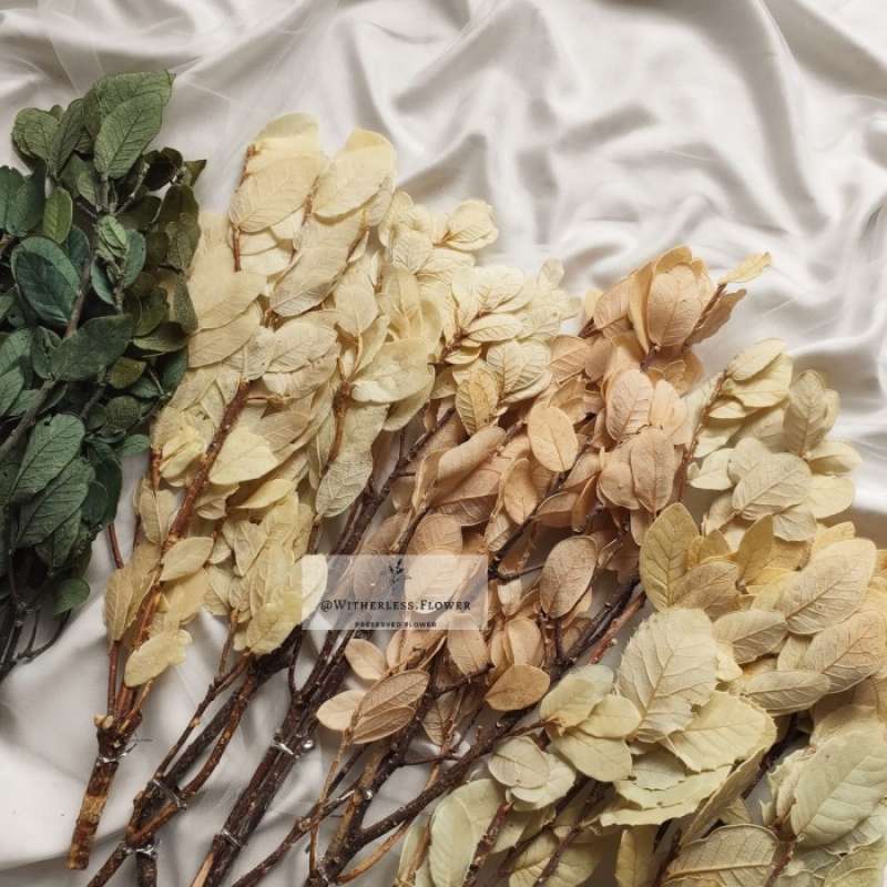 Promo 1 Bunch Preserved Copper Leaves / Dried Flower Awetan / Bunga ...