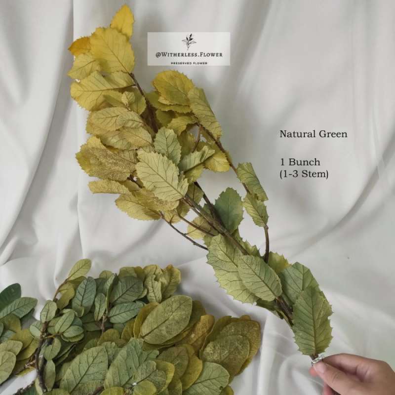 Promo 1 Bunch Preserved Copper Leaves / Dried Flower Awetan / Bunga ...