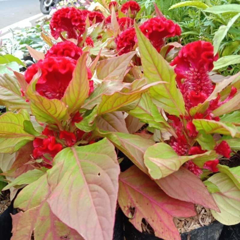 Promo Tanaman Jengger Ayam Merah Celosia Cristata Red Diskon 23% Di ...