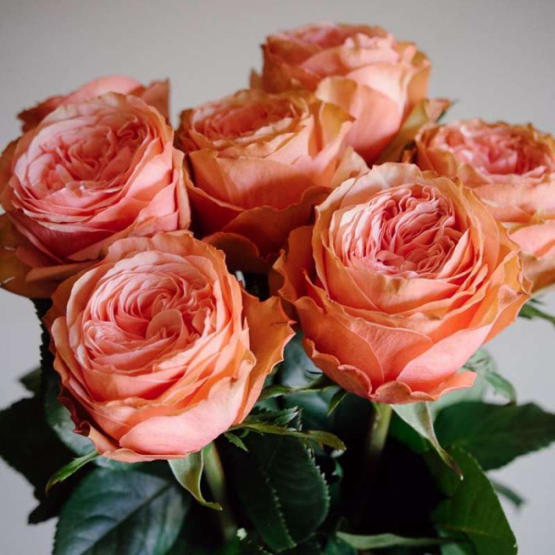 Promo Fresh Kahala Roses/bunga Mawar Segar Warna Bicolor Champagne ...
