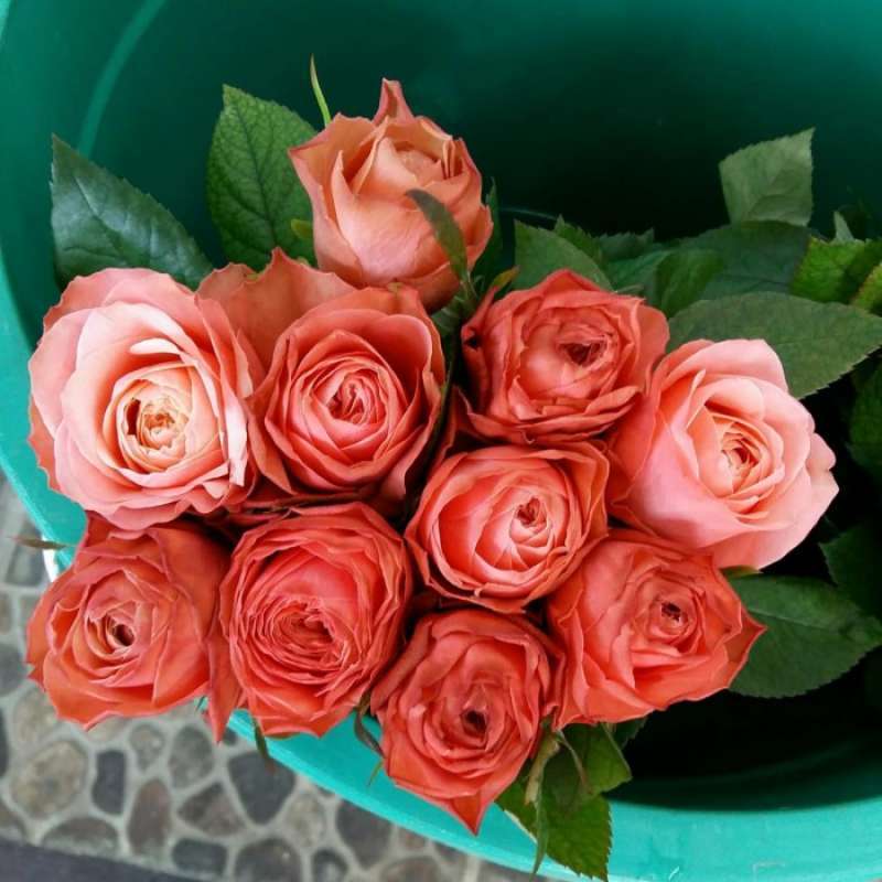 Promo Fresh Kahala Roses/bunga Mawar Segar Warna Bicolor Champagne ...