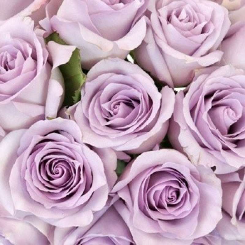 Promo Fresh Ocean Song Soft Purple Roses/bunga Mawar Potong Segar Ungu ...