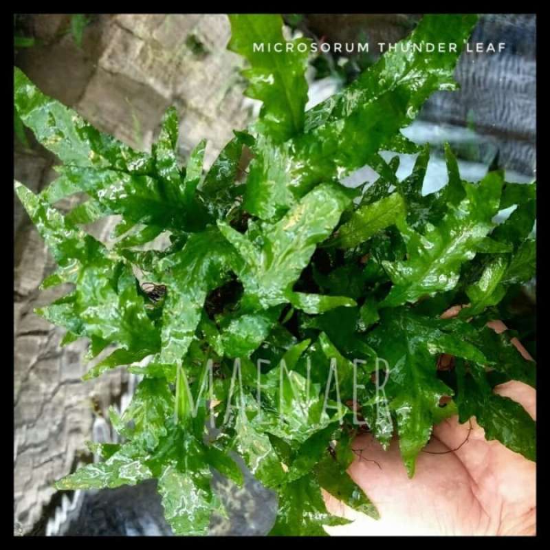 Promo Microsorum Sp Thunder Leaf Diskon 23% Di Seller Fuzzi Store ...