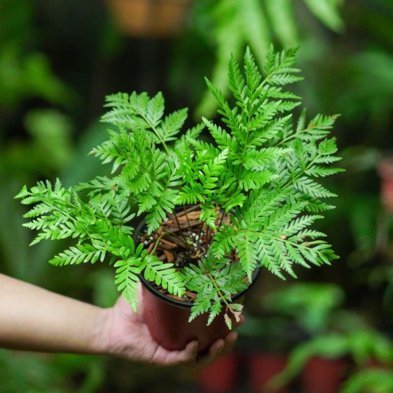 Promo Todea Barbara (small Size) / Tanaman Pakis / Fern Diskon 23% Di ...