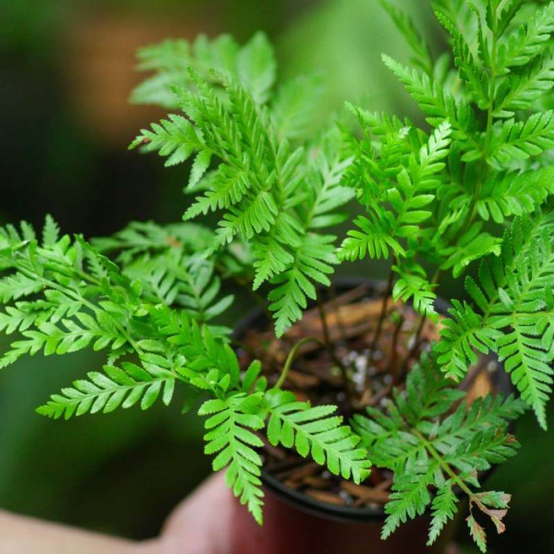 Promo Todea Barbara (small Size) / Tanaman Pakis / Fern Diskon 23% Di ...