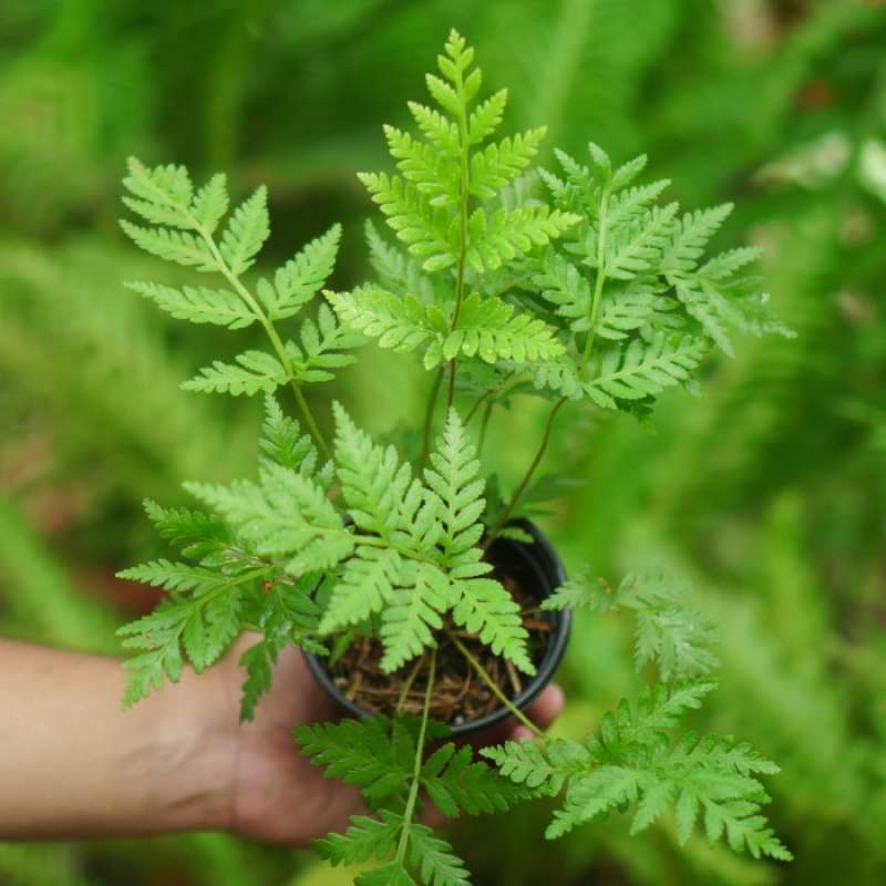 Promo Todea Barbara (small Size) / Tanaman Pakis / Fern Diskon 23% Di ...