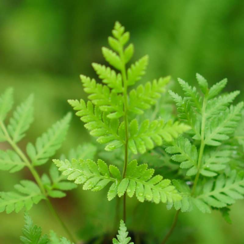 Promo Todea Barbara (small Size) / Tanaman Pakis / Fern Diskon 23% Di ...