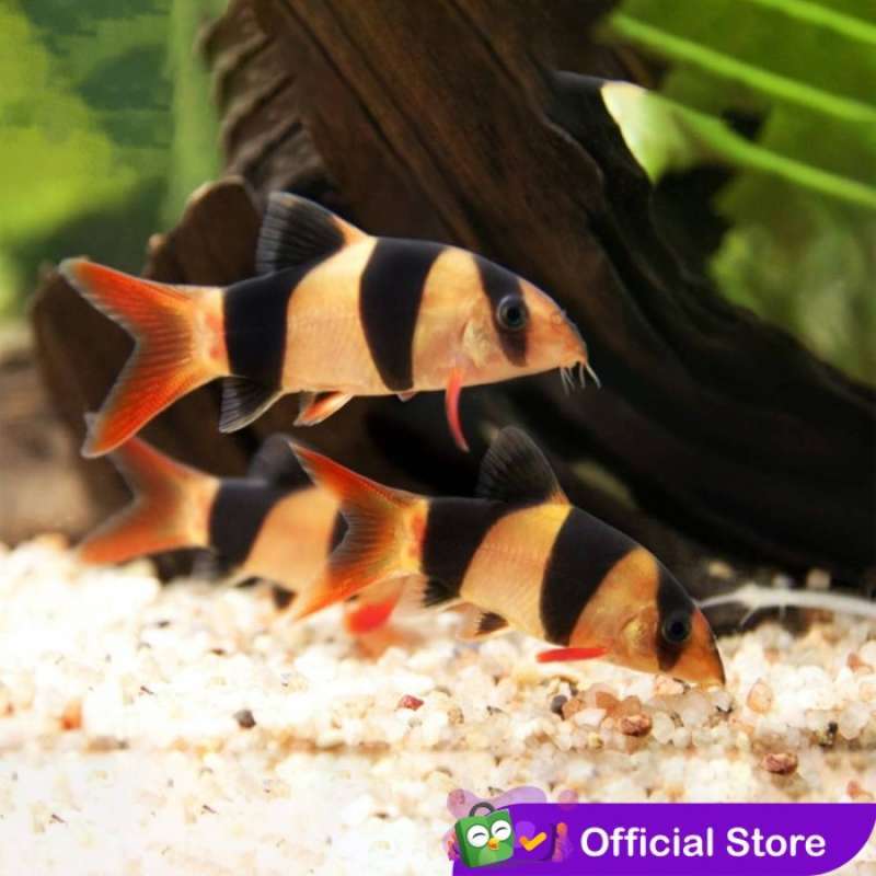 Jual Botia Badut / Clown Loach / Botia Tiger Kalimantan Ikan Hias Aquascape - Size Â± 2,5cm Di ...