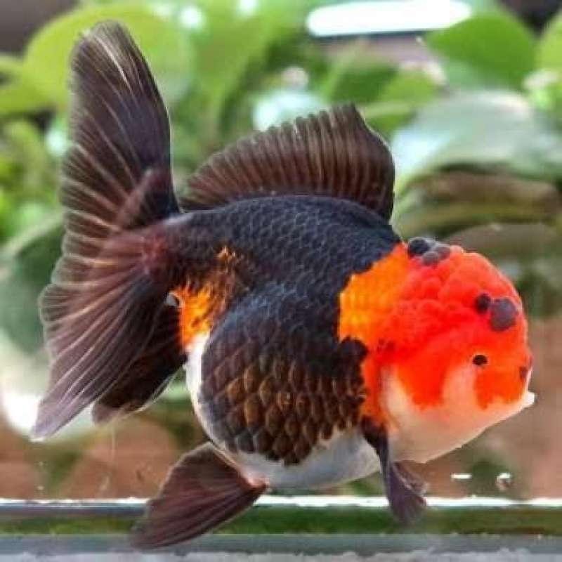 Jual Ikan Koki Oranda Tricolor 3 Warna Kualitas Bagus Untuk Aquarium Di ...