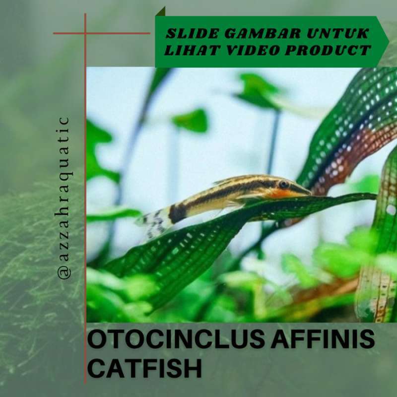 Jual Otocinclus Affinis / Otto Algaeater - Ikan Pembersih Alga ...