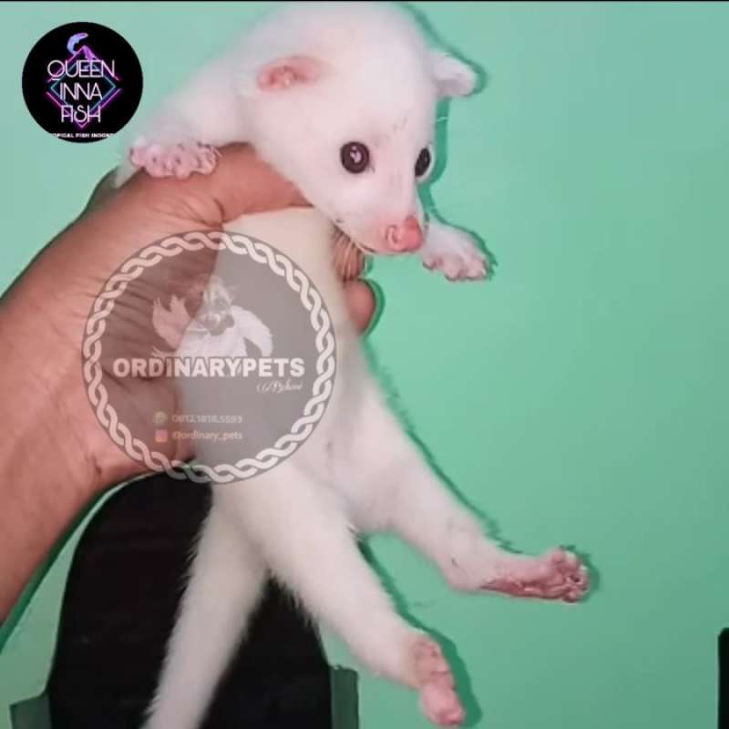 Jual Musang Leucistic / Musang Lucy / Musang Putih / Musang Pandan Pets ...