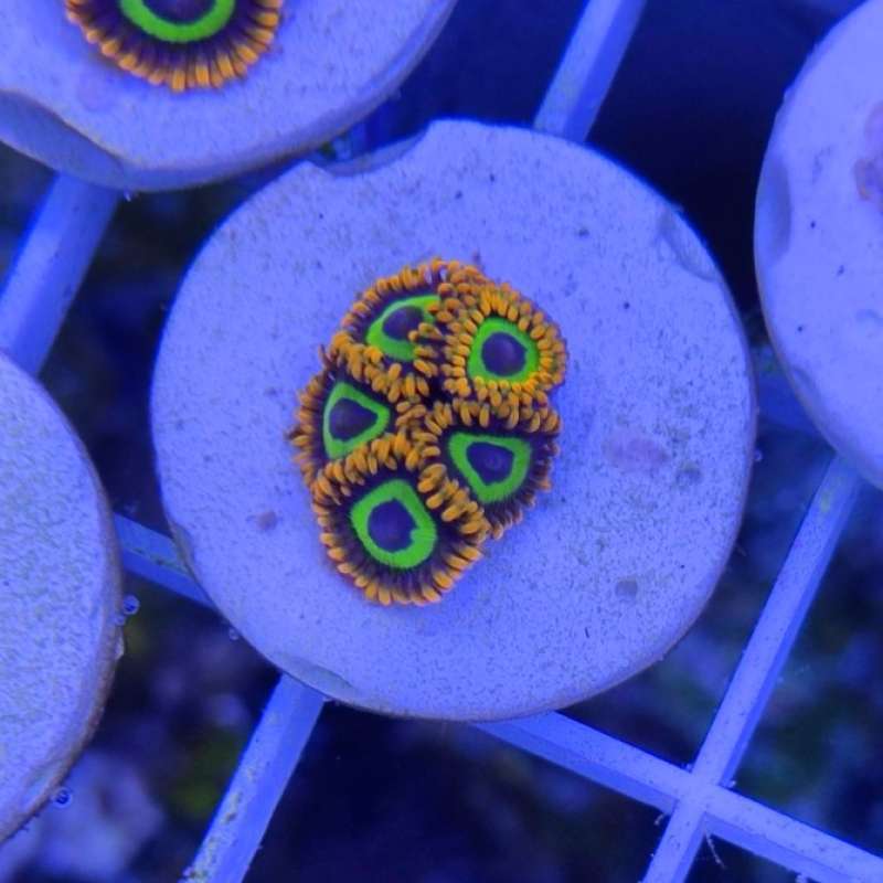 Jual Premium Zoanthid Zoa Fruit Loop Harga Perfrag Isi 5 Mata Di Seller Aghanim - Cengkareng ...