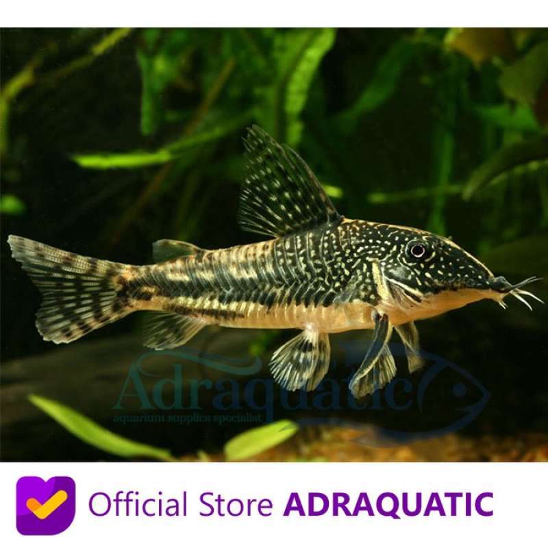 Jual Ikan Hias Corydoras Barbatus Eigenmanni Banded Bearded Air Tawar ...