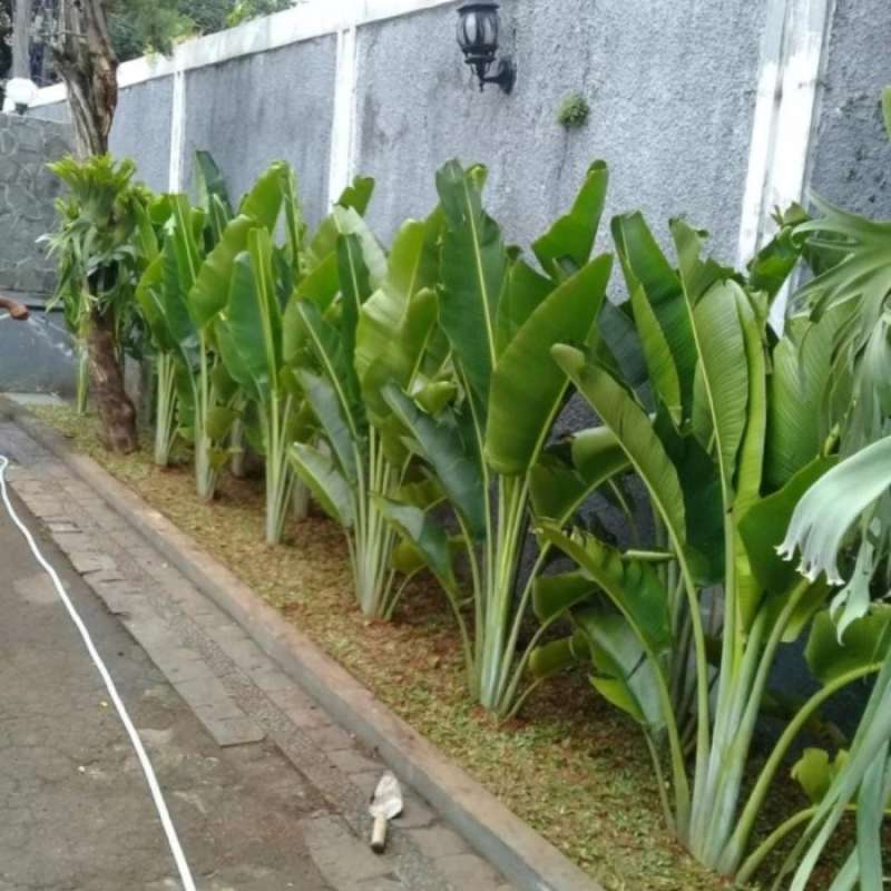Promo Pohon Pisang Kipas Tanaman 1 Meter Diskon 23% Di Seller Zawaru ...