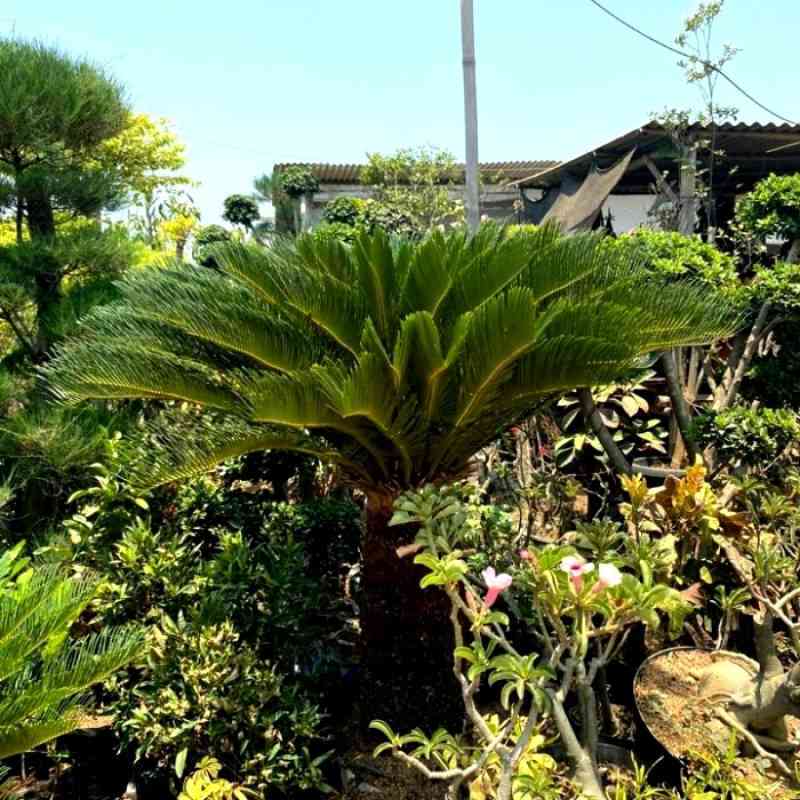 Promo Tanaman Pohon Sikas Besar Rimbun Diskon 23% Di Seller Zawaru ...