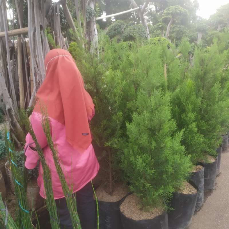 Promo Pohon Cemara Wangi 1 Meteran Diskon 23% Di Seller Asmaraka Store ...