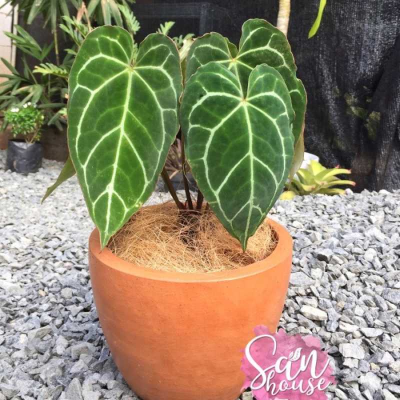 Promo Anthurium Cristallinum | Tanaman Kuping Gajah Diskon 23% Di ...